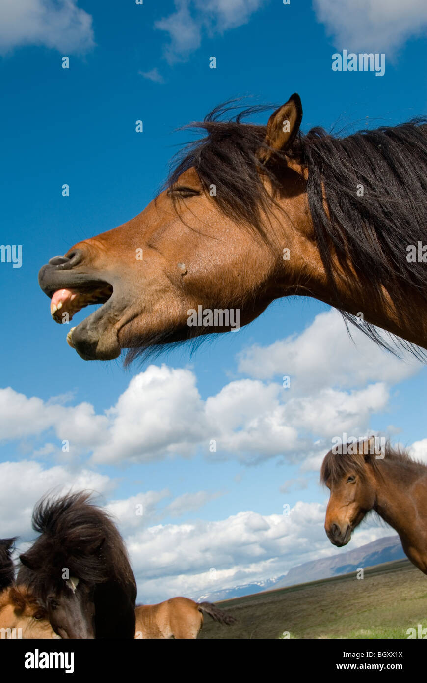 Hordes of horses hi-res stock photography and images - Alamy