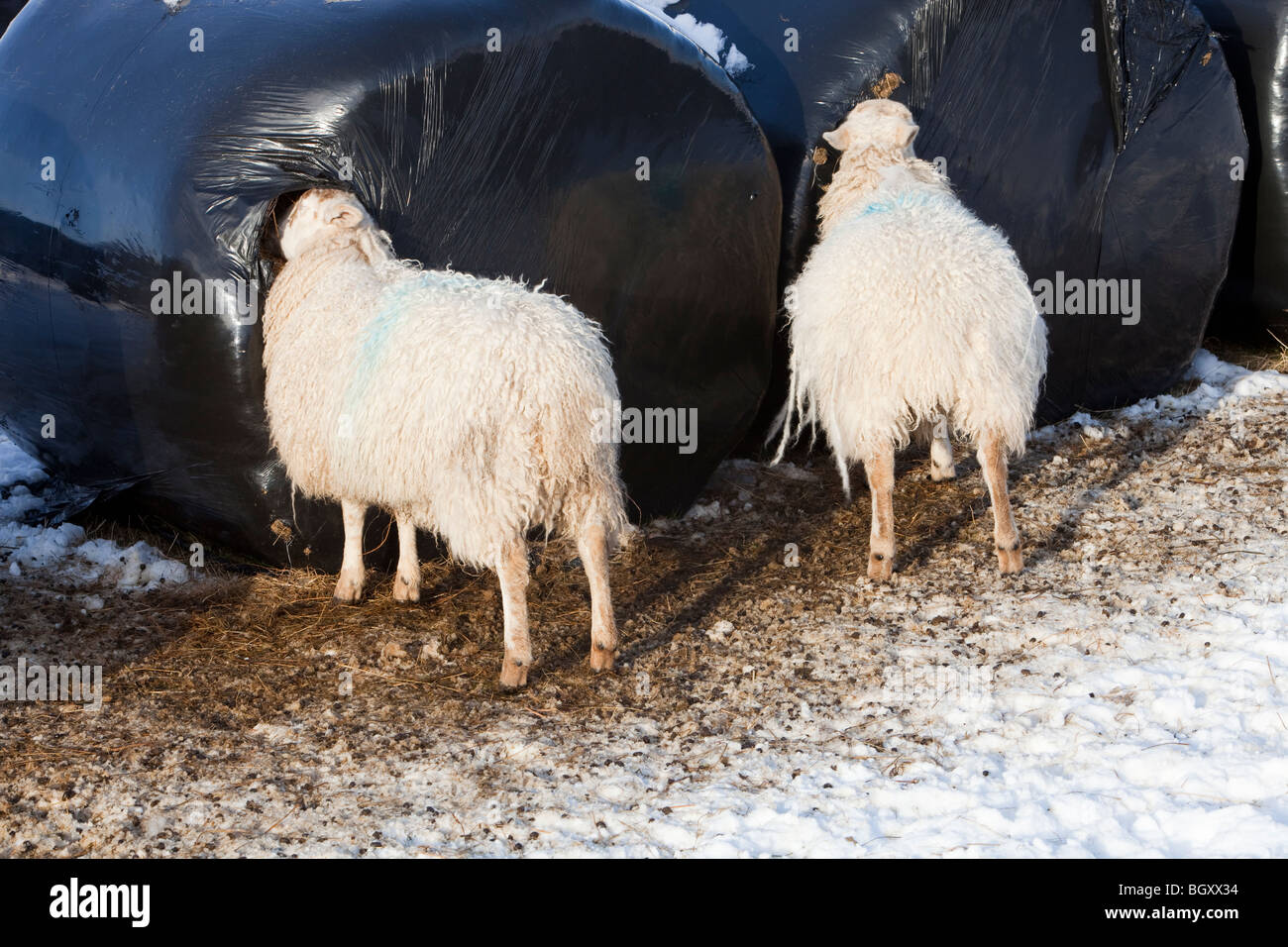 Hay bale snow sheep hi-res stock photography and images - Alamy
