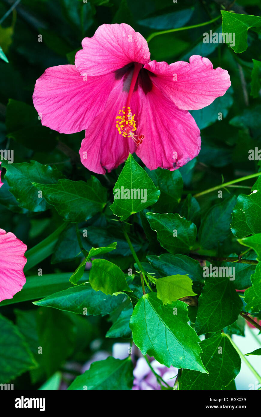 Plant flower roots hi-res stock photography and images - Alamy