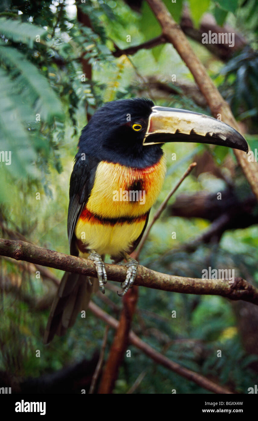 Collared Aracari (Pteroglossus torquatus)on tree branch, Belize Stock ...