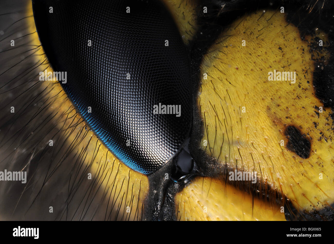 extreme close up image of a wasp's eye Stock Photo - Alamy