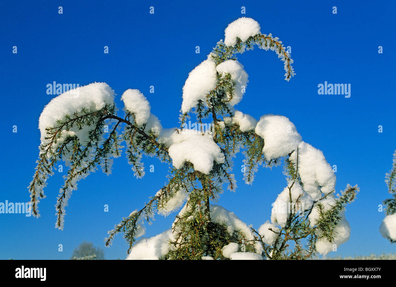 tree covered in snow Stock Photo - Alamy