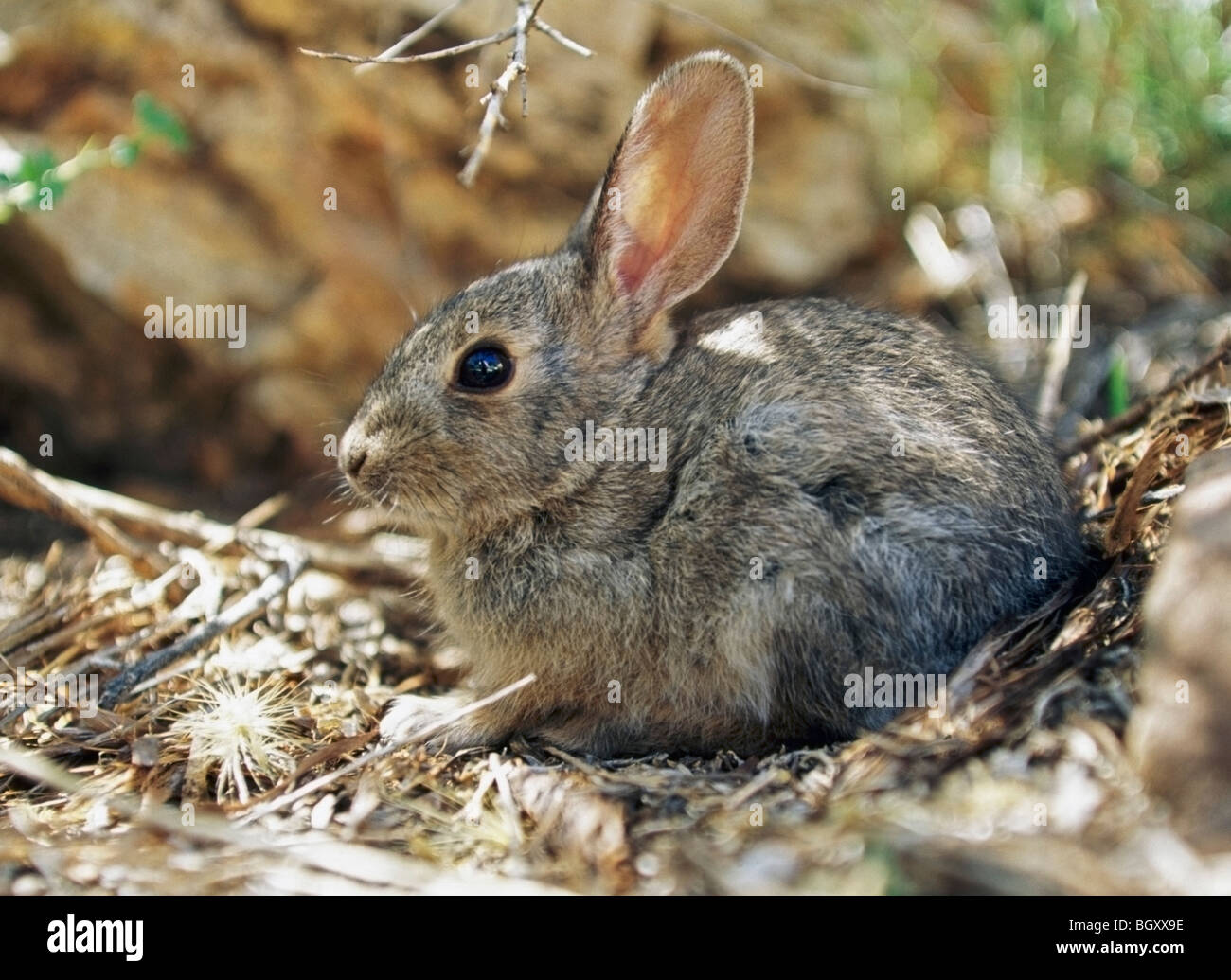 Young cottontail rabbit Stock Photo - Alamy