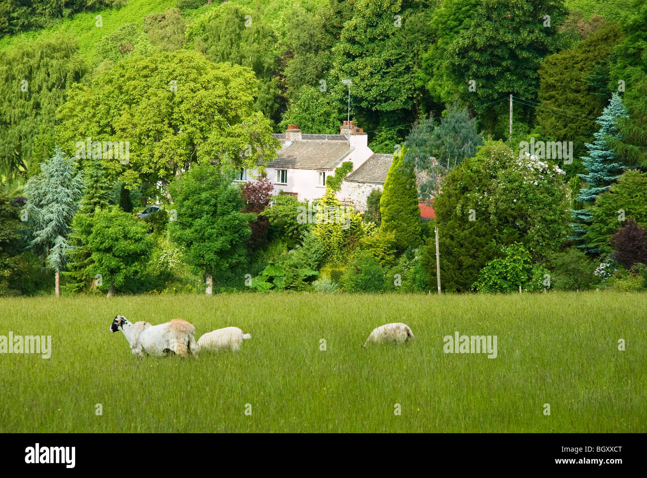 Countryside house sheep hi-res stock photography and images - Alamy