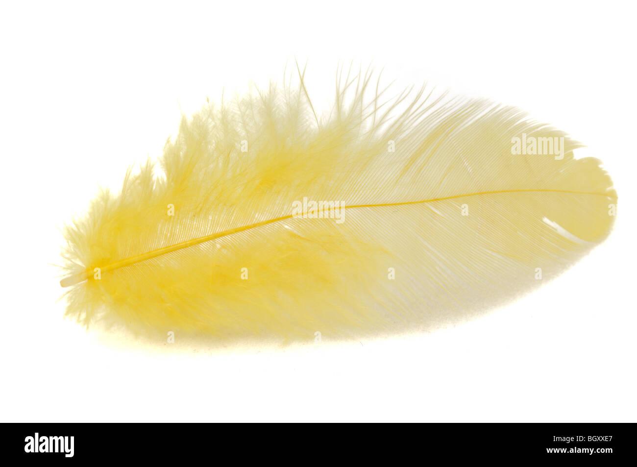 Colored yellow feather on a white background Stock Photo - Alamy