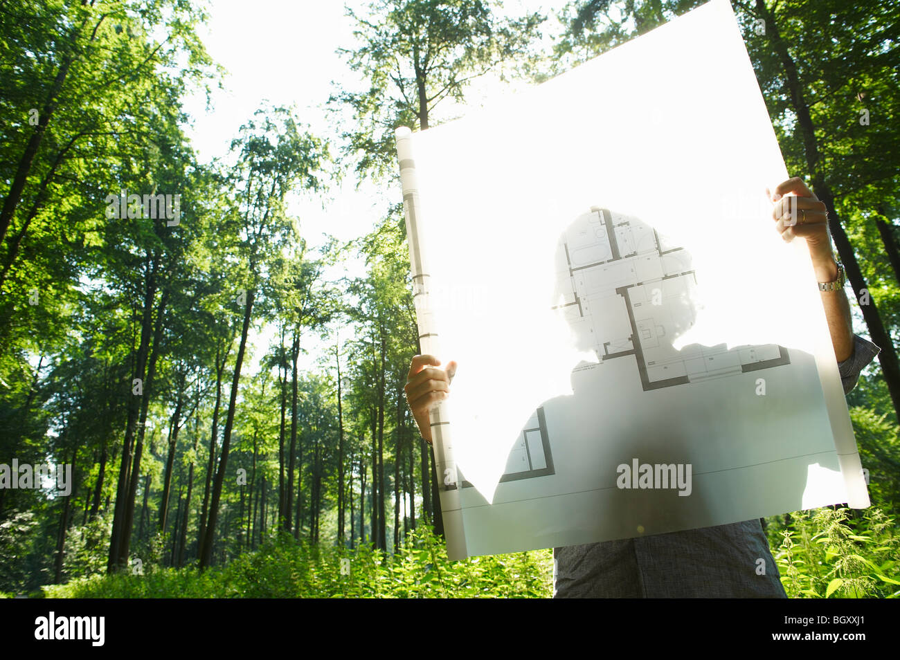 Man in the woods, looking at blueprint Stock Photo - Alamy
