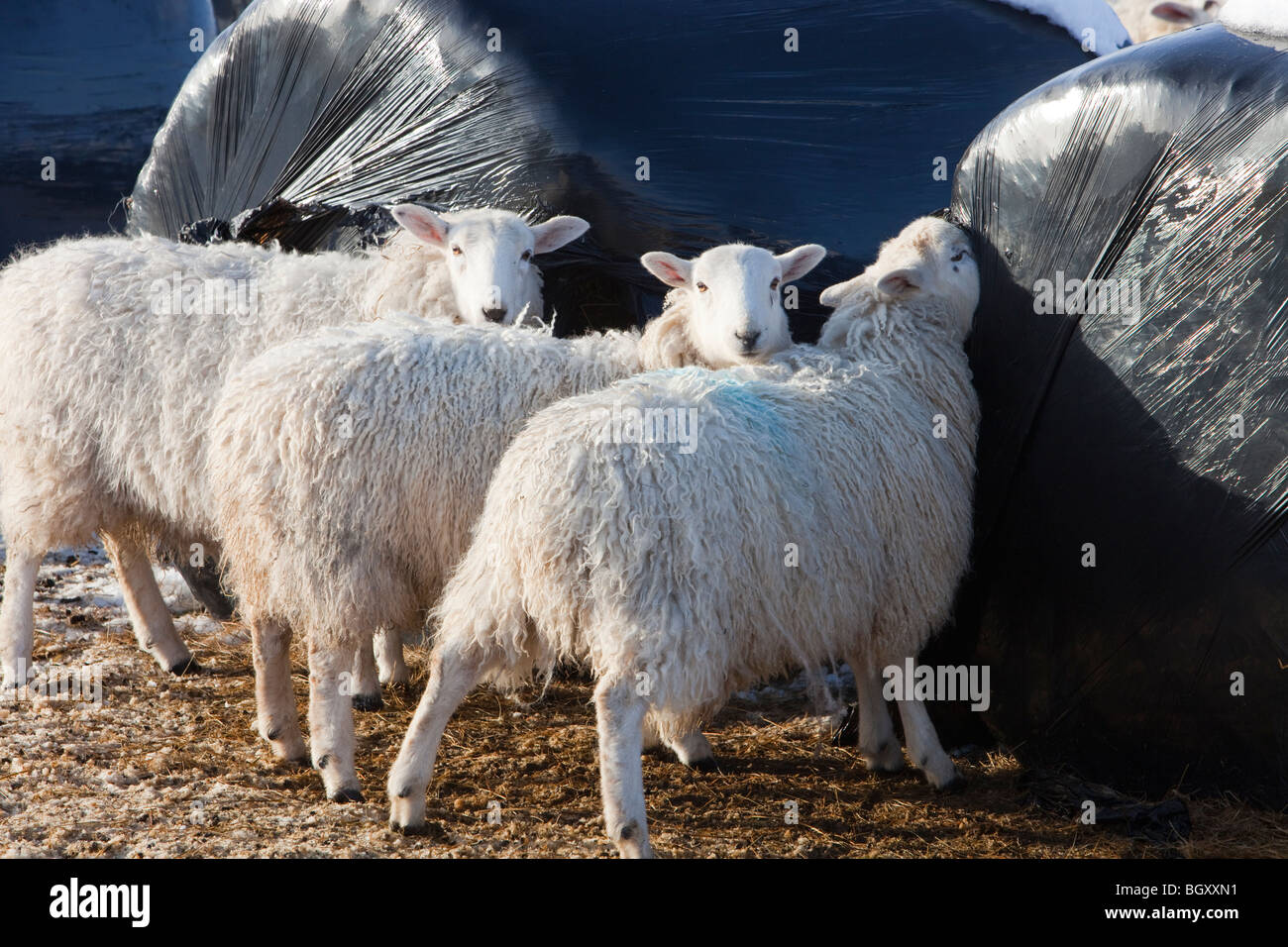 Desperate sheep brake into hay bales during the winter freeze, Settle ...