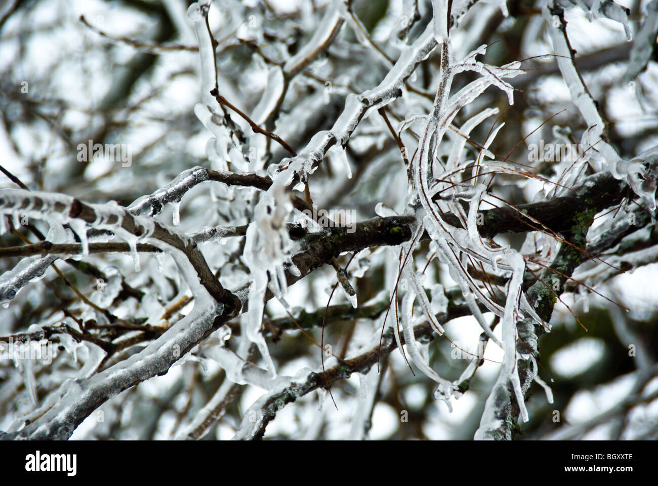 Ice coated branches hi-res stock photography and images - Alamy