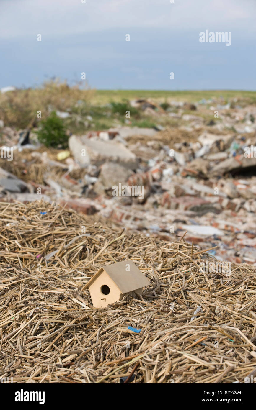 Bird on mulch hi-res stock photography and images - Alamy