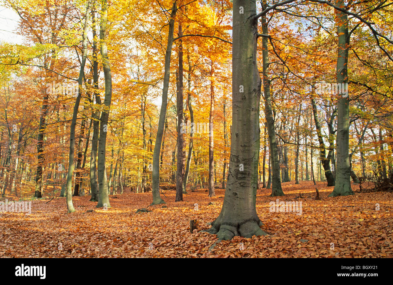 forest in Lower Saxony, Germany during autumn Stock Photo - Alamy