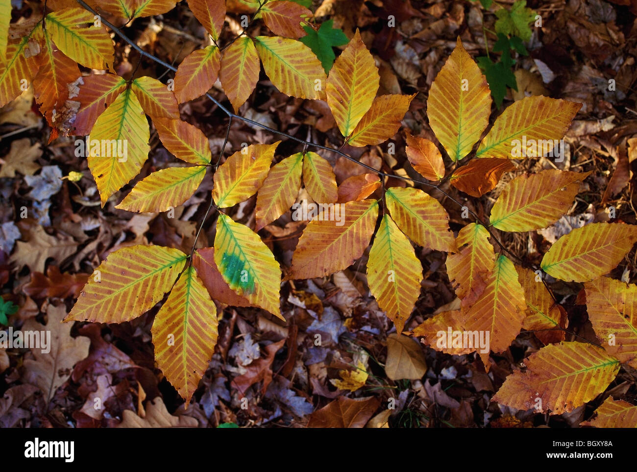 Low branch on a beech tree (Fagus grandifolia Stock Photo - Alamy