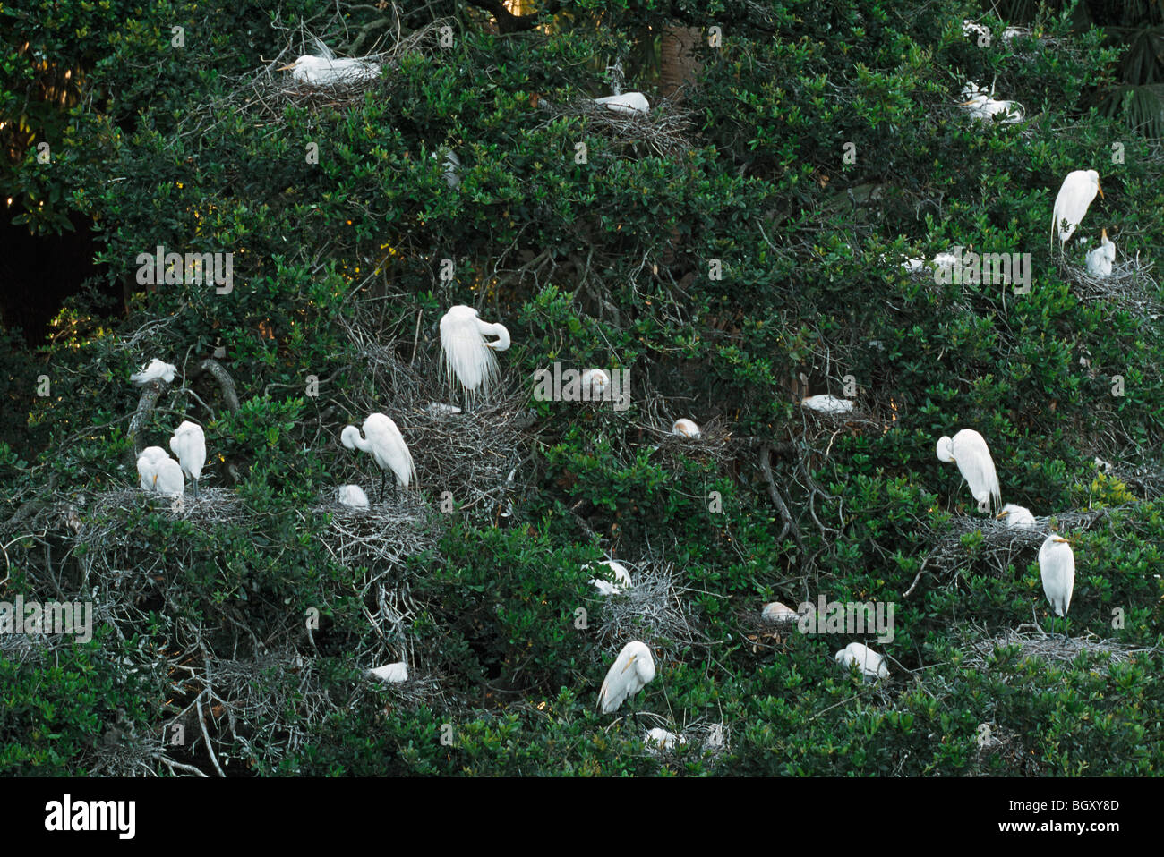 Egret nesting close Stock Photo - Alamy