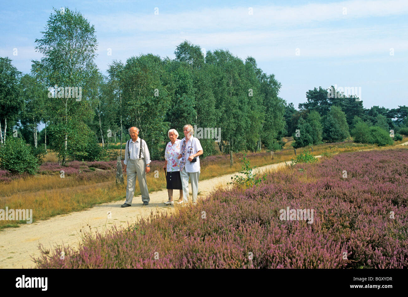 people going for a walk through the blooming Luneburg Heath, Lower ...
