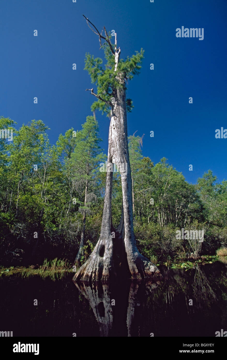 Ancient bald cypress (Taxodium distichum) with hollow trunk Stock Photo ...
