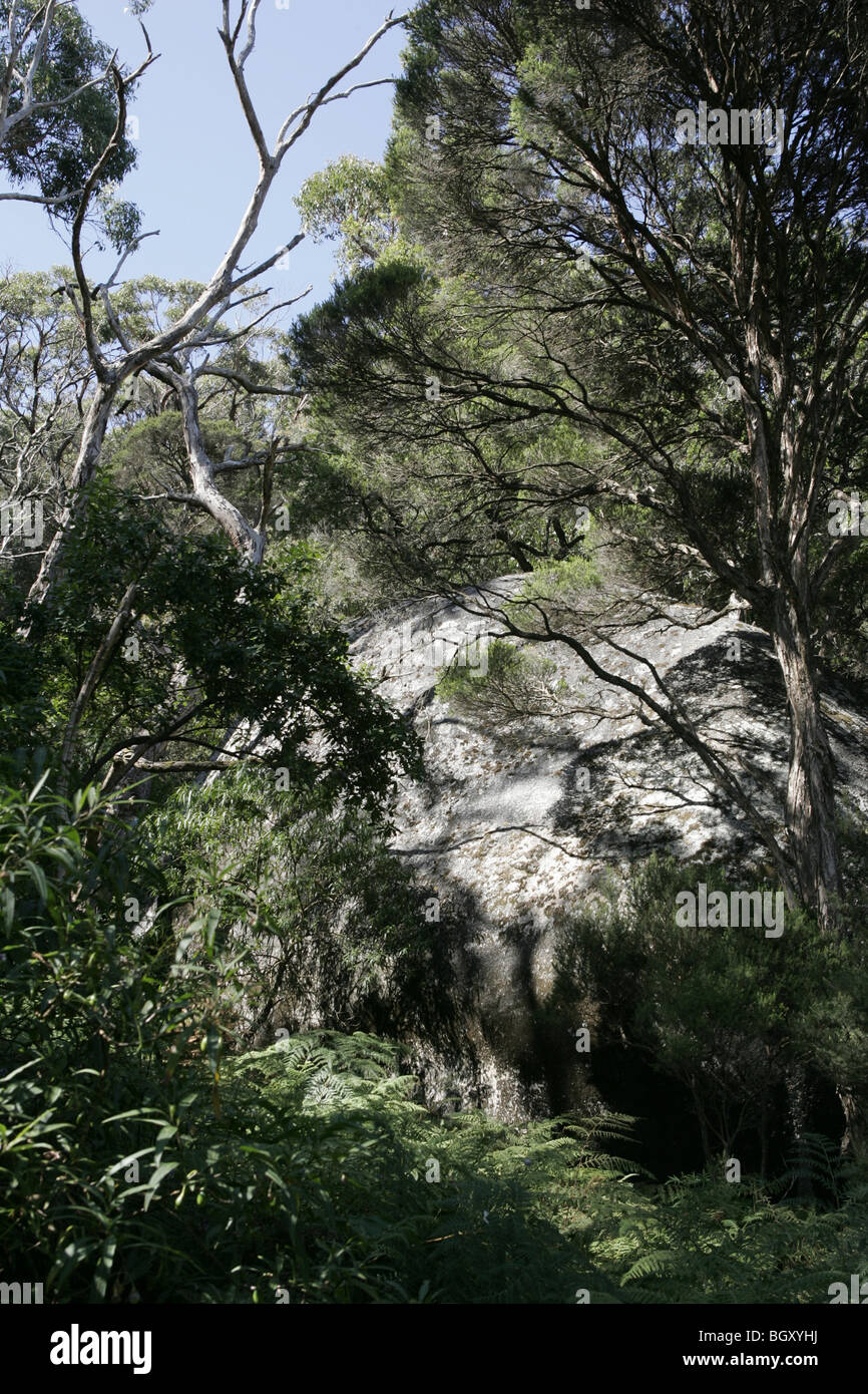 Australia Australian nature reserve trees Stock Photo - Alamy