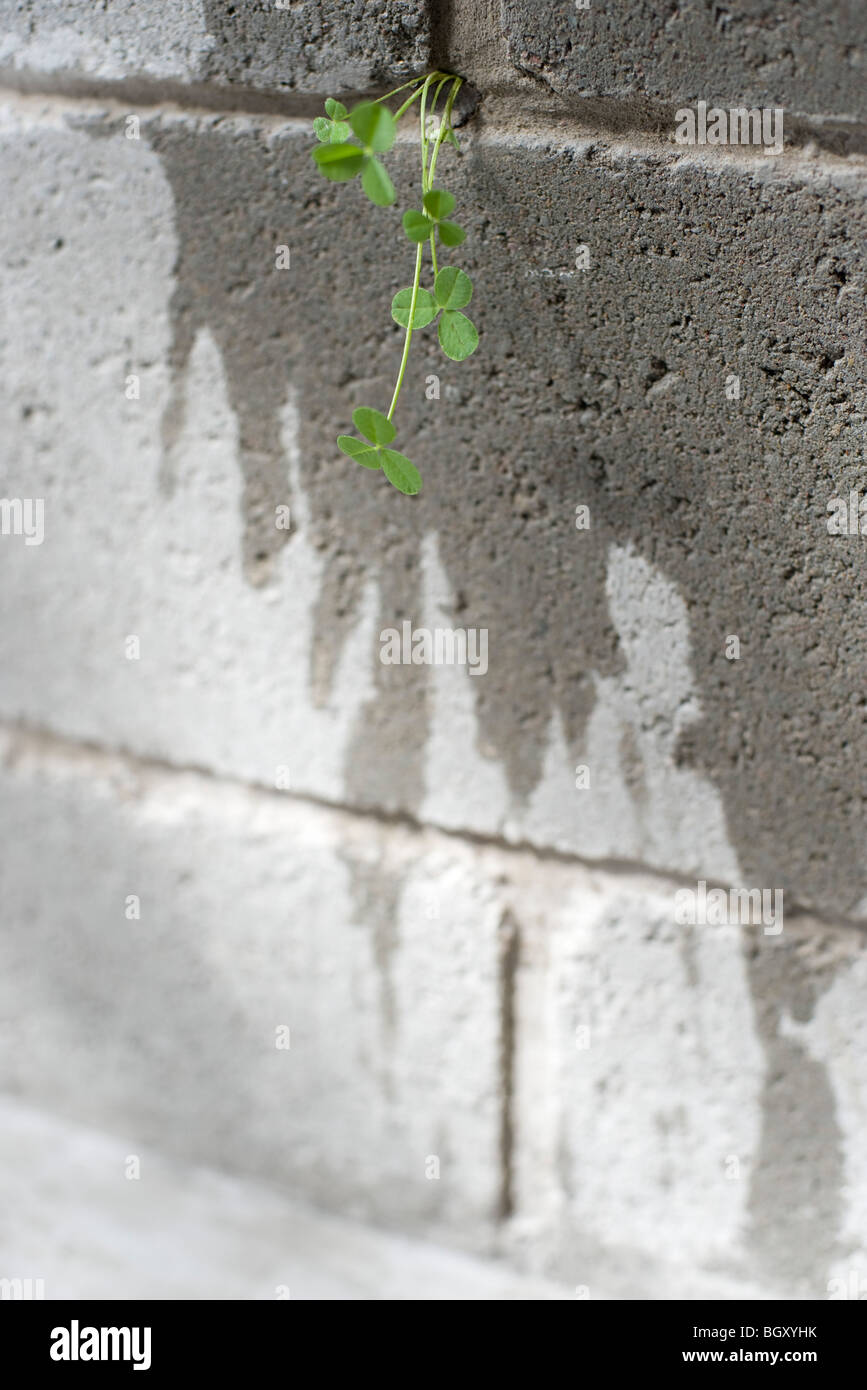 Weeds growing in the walls hi-res stock photography and images - Alamy