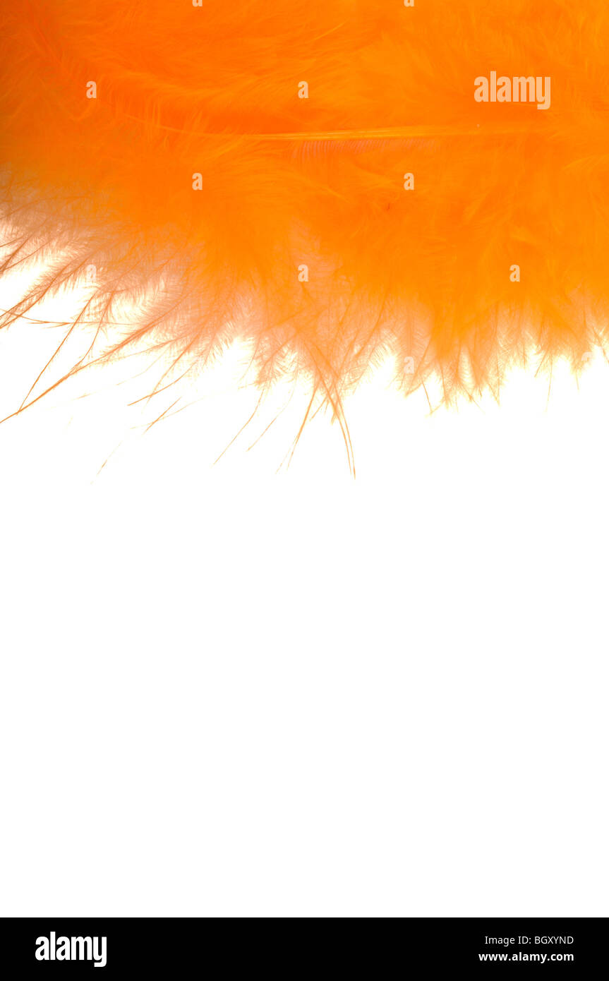 Colored orange feather on a white background Stock Photo - Alamy