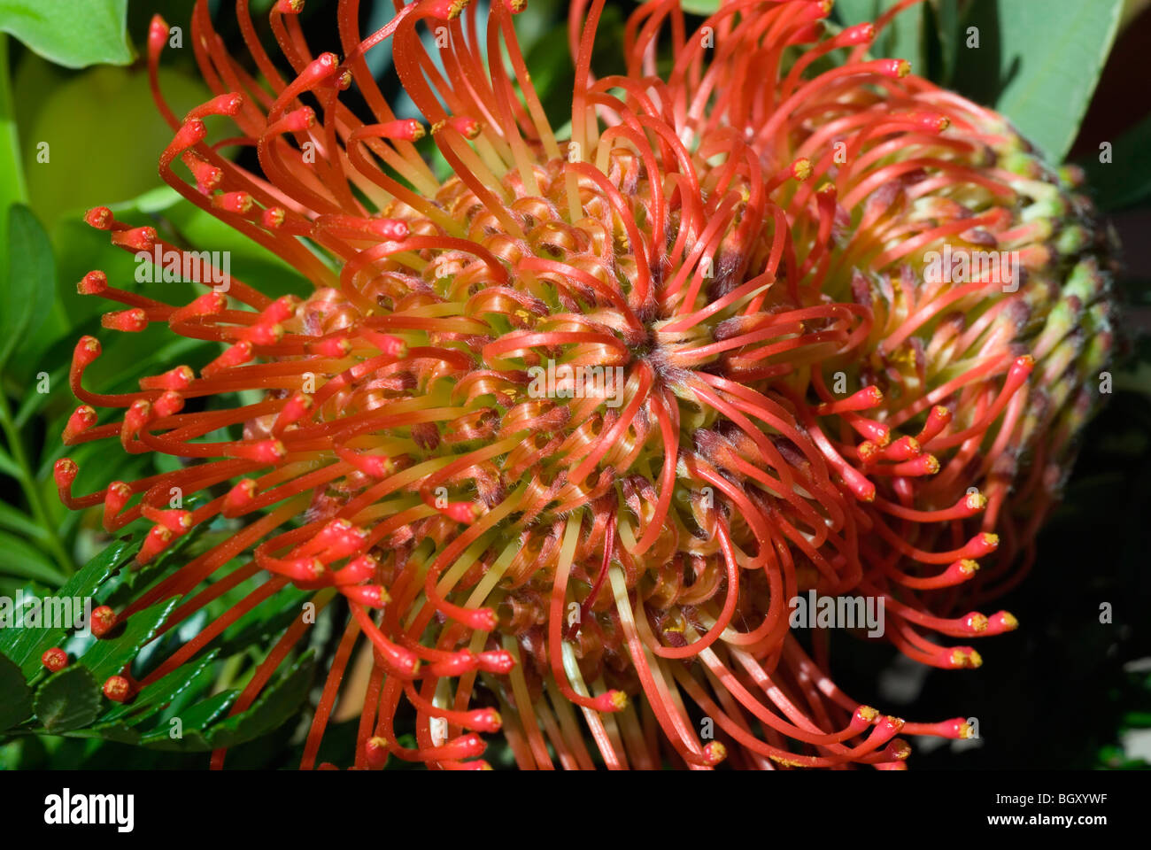 Pin cushions hi-res stock photography and images - Alamy