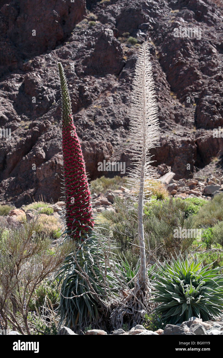 Tajinaste Rojo or Echium wildpretii or Teide Bugloss flowering next to ...