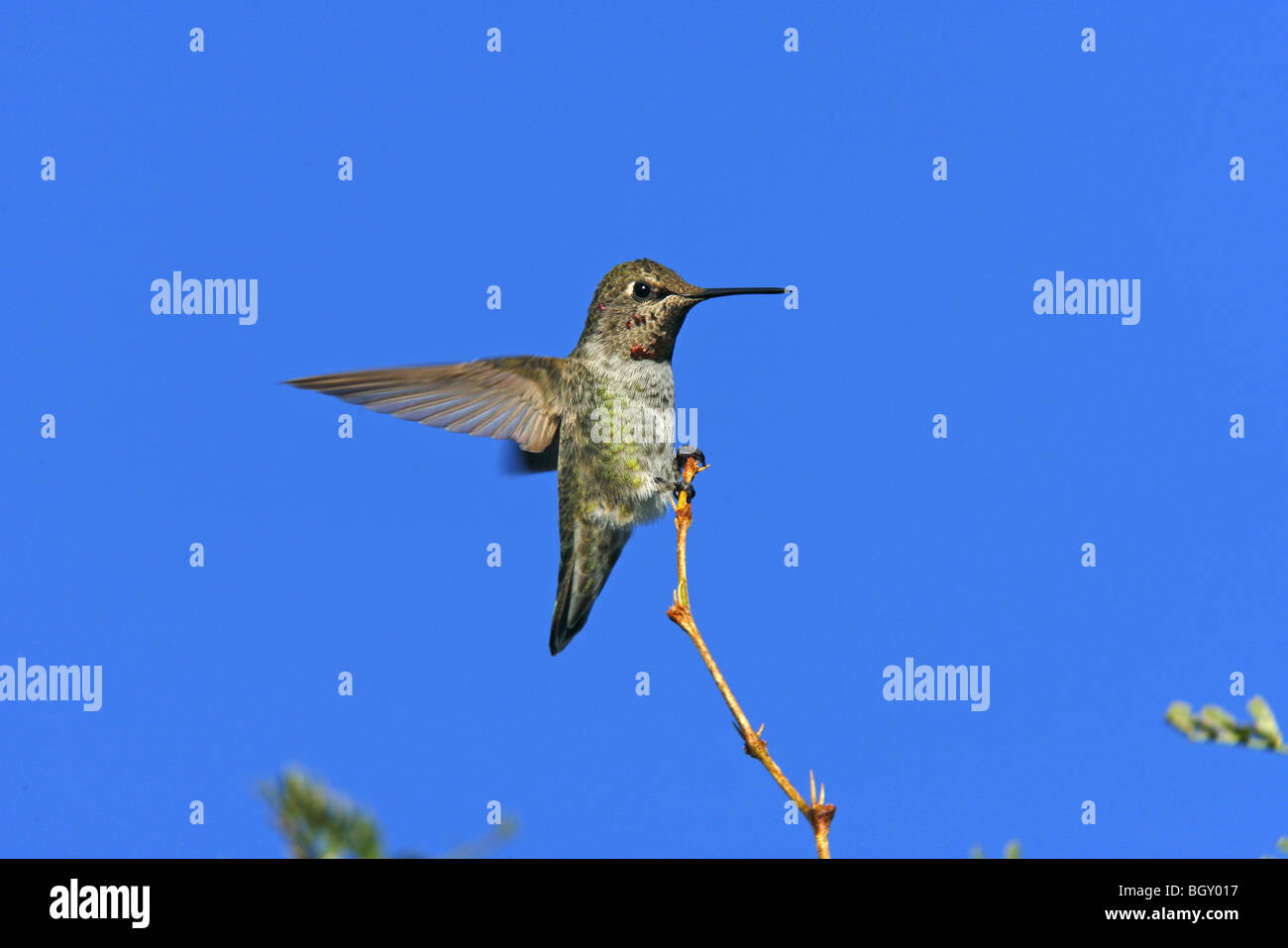 Anna's Hummingbird landing Stock Photo - Alamy