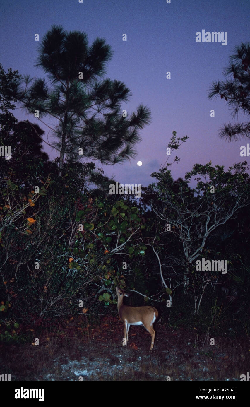 Key deer (Odocoileus virginianus clavium), National Key Deer Refuge ...