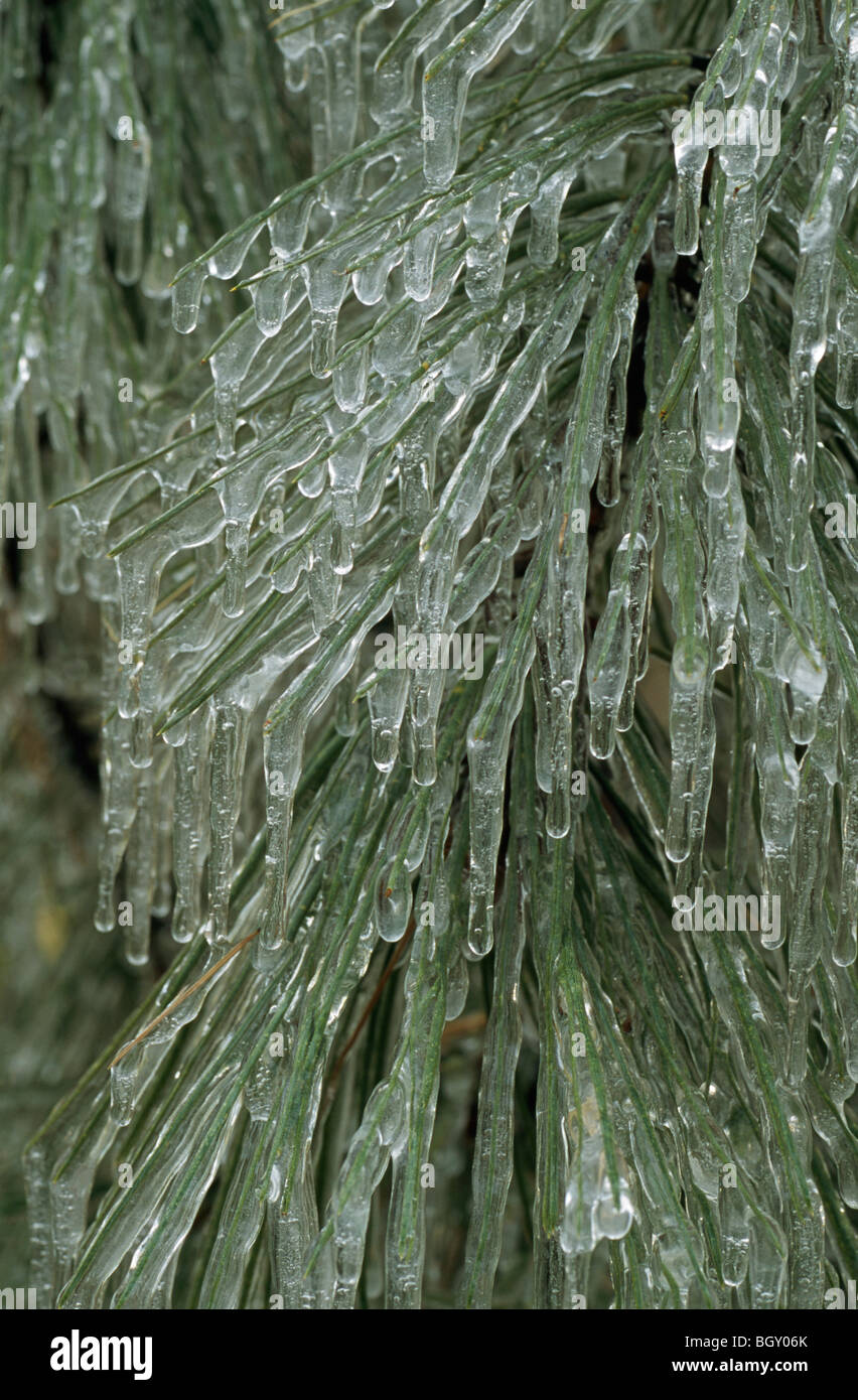 Hard rime hi-res stock photography and images - Alamy