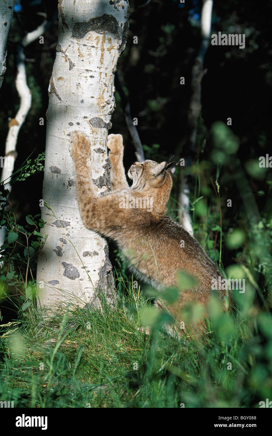 Lynx (Felis lynx) scratching claws on aspen tree Stock Photo - Alamy