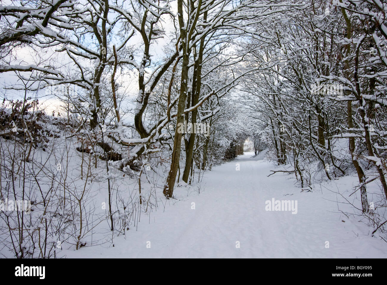 Snowy path through the woods Stock Photo - Alamy
