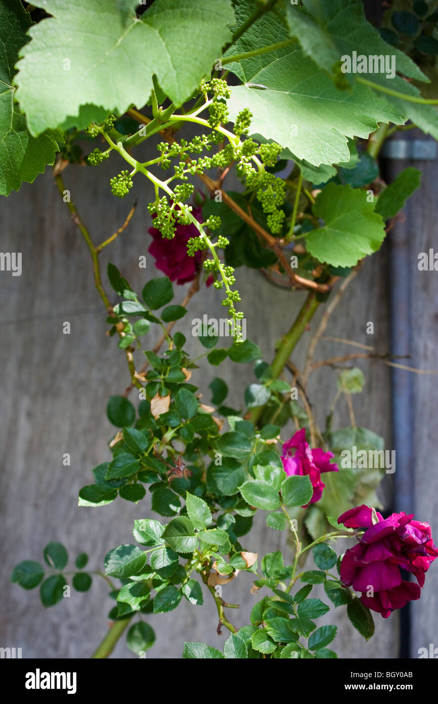 A grape vine with buds growing with trailing rose Stock Photo - Alamy