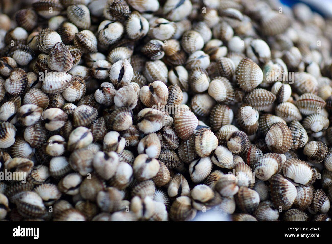 Shells with names hi-res stock photography and images - Alamy