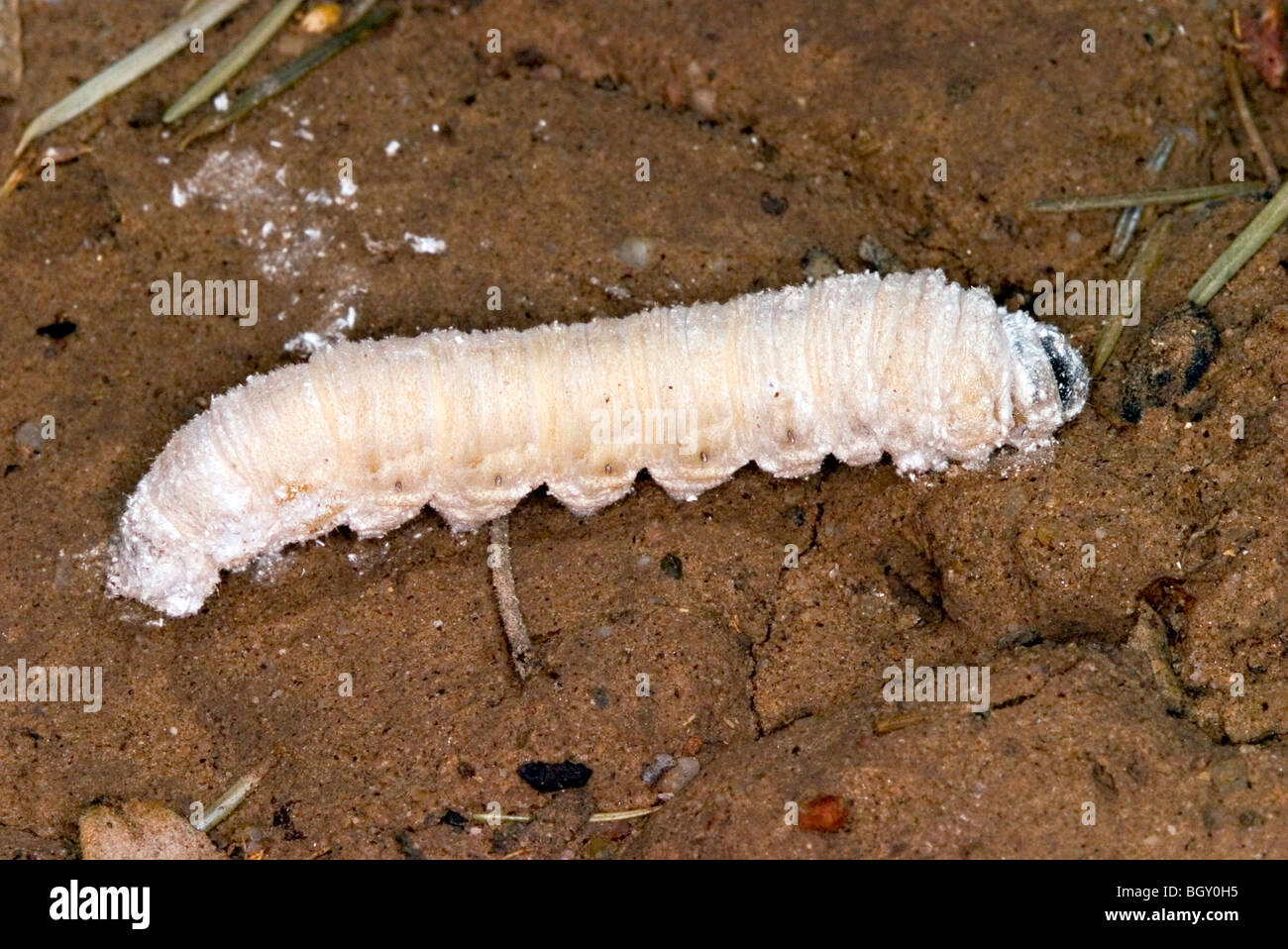 Yucca Giant-Skipper caterpillar or larva Stock Photo - Alamy