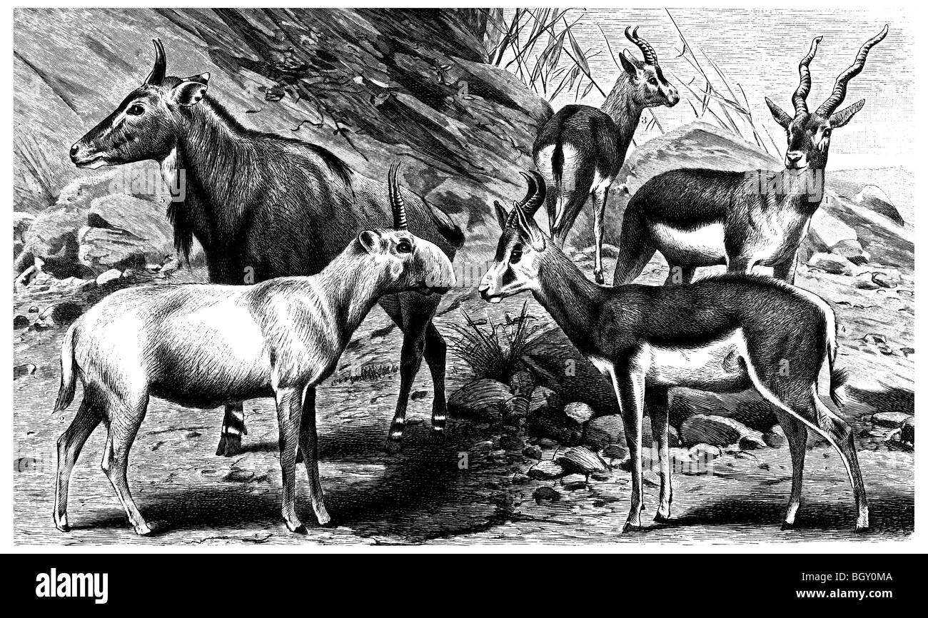 Krishna mrigam 2 saiga saiga tatarica hi-res stock photography and ...