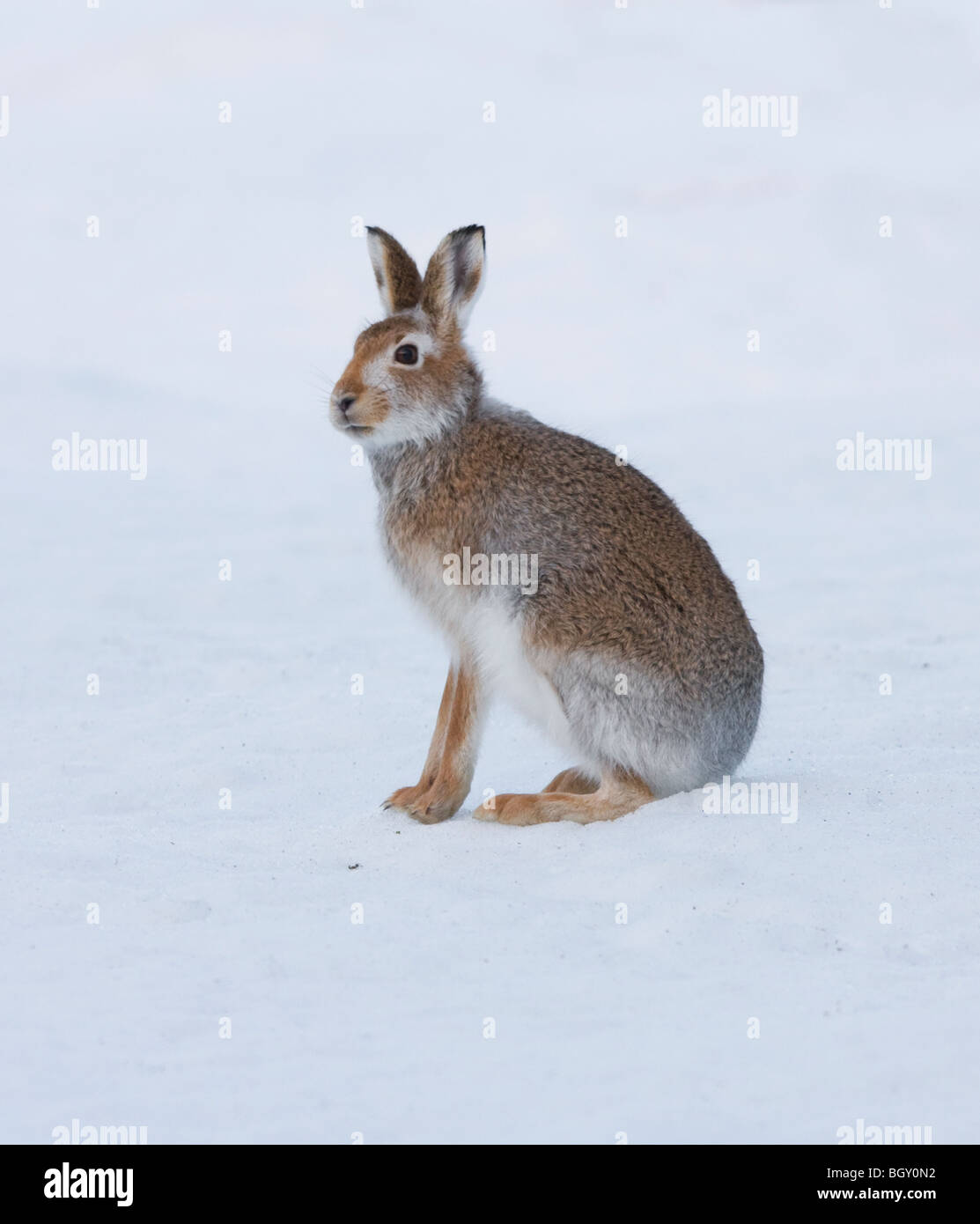 Mountain hare scotland borders hi-res stock photography and images - Alamy
