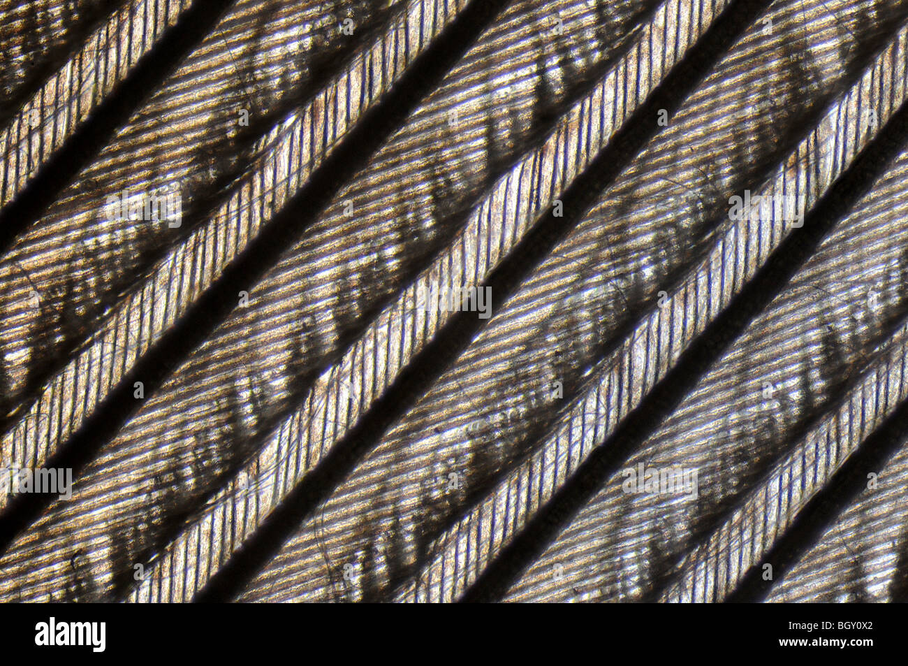 microscopic image of the patterns made by a pigeon feather Stock Photo ...