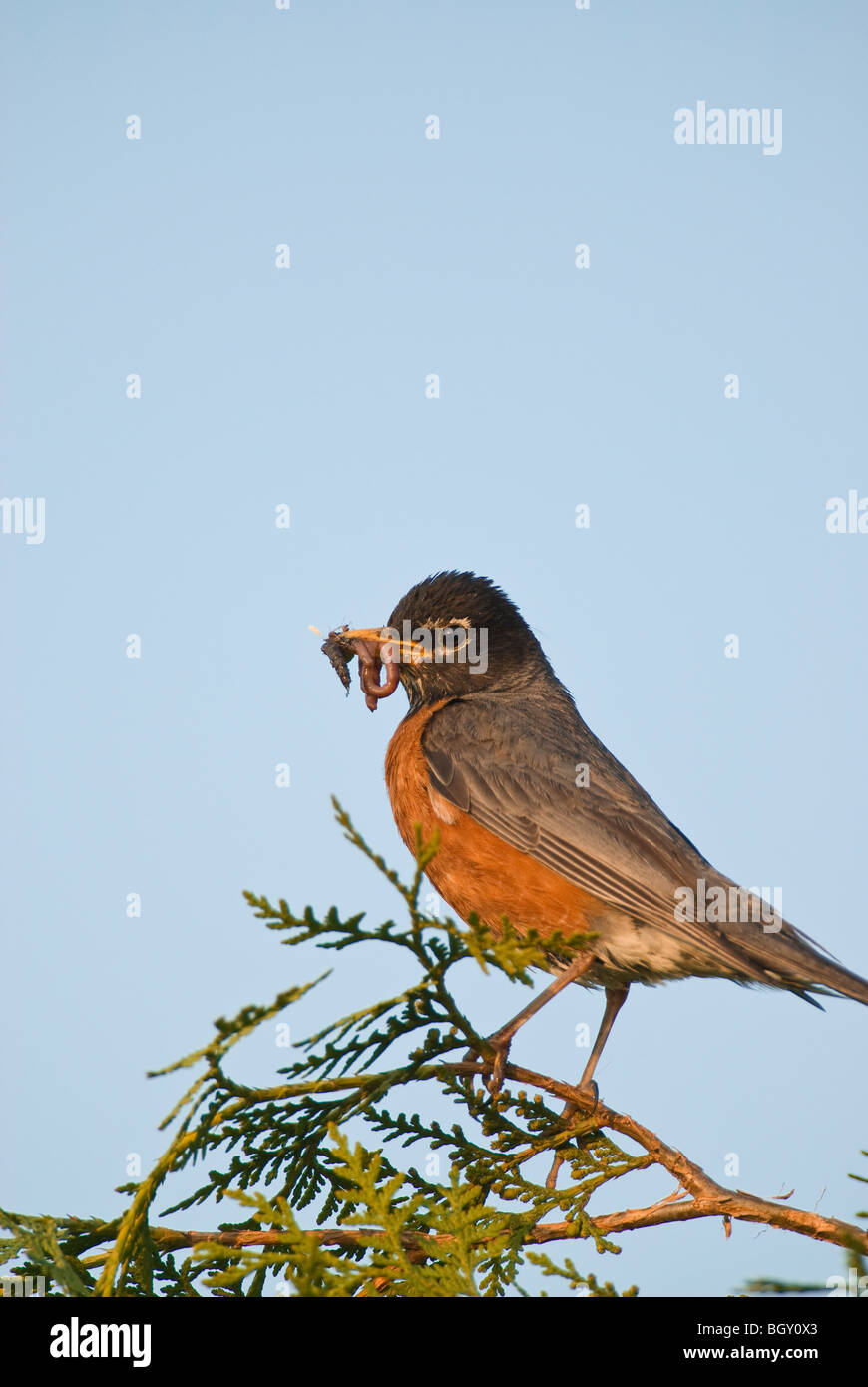 American Robin with worms in its beak Stock Photo - Alamy