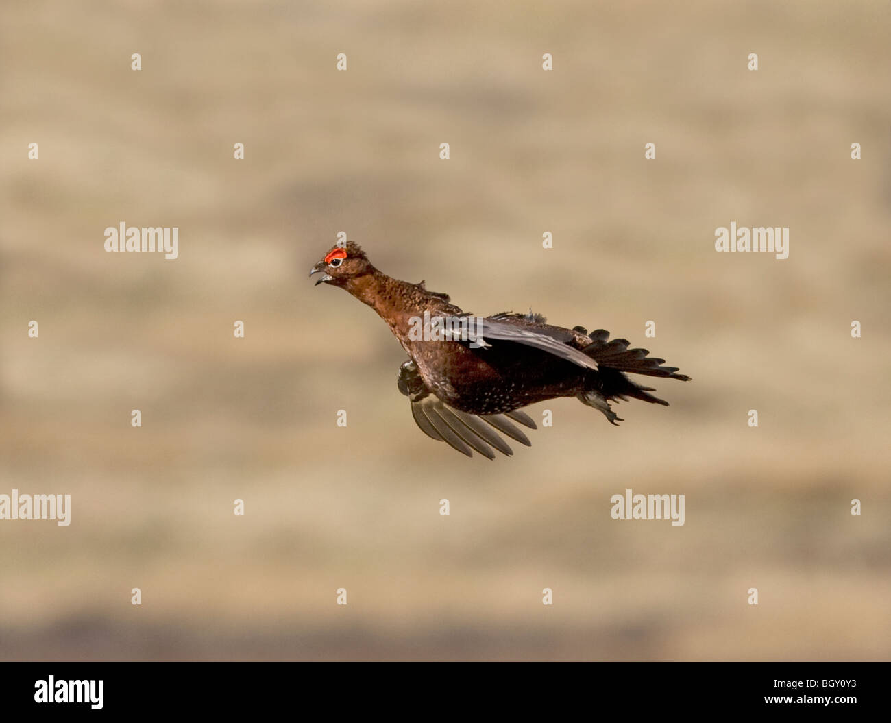 Red Grouse in flight Stock Photo - Alamy