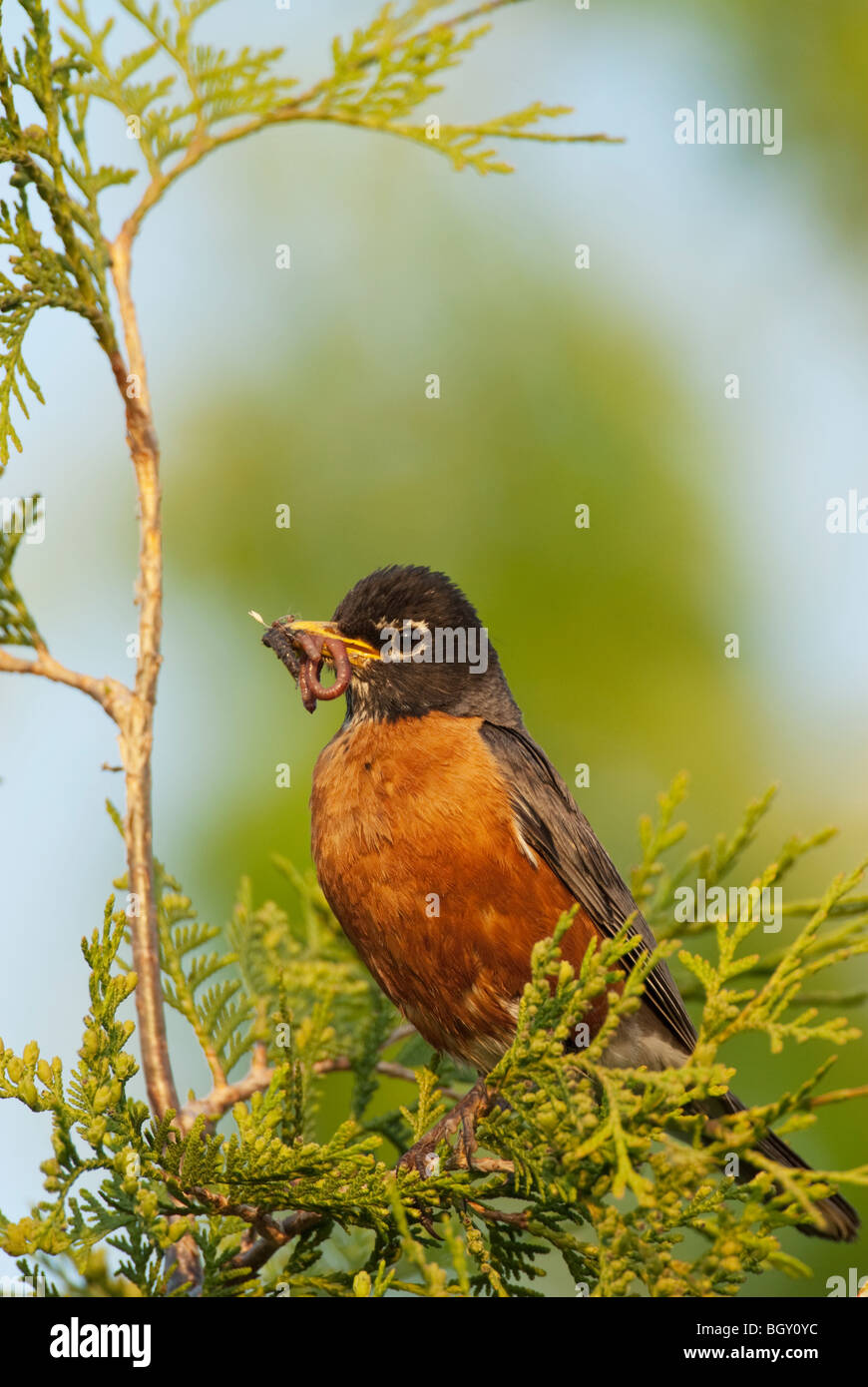 American Robin with worms in its beak Stock Photo - Alamy