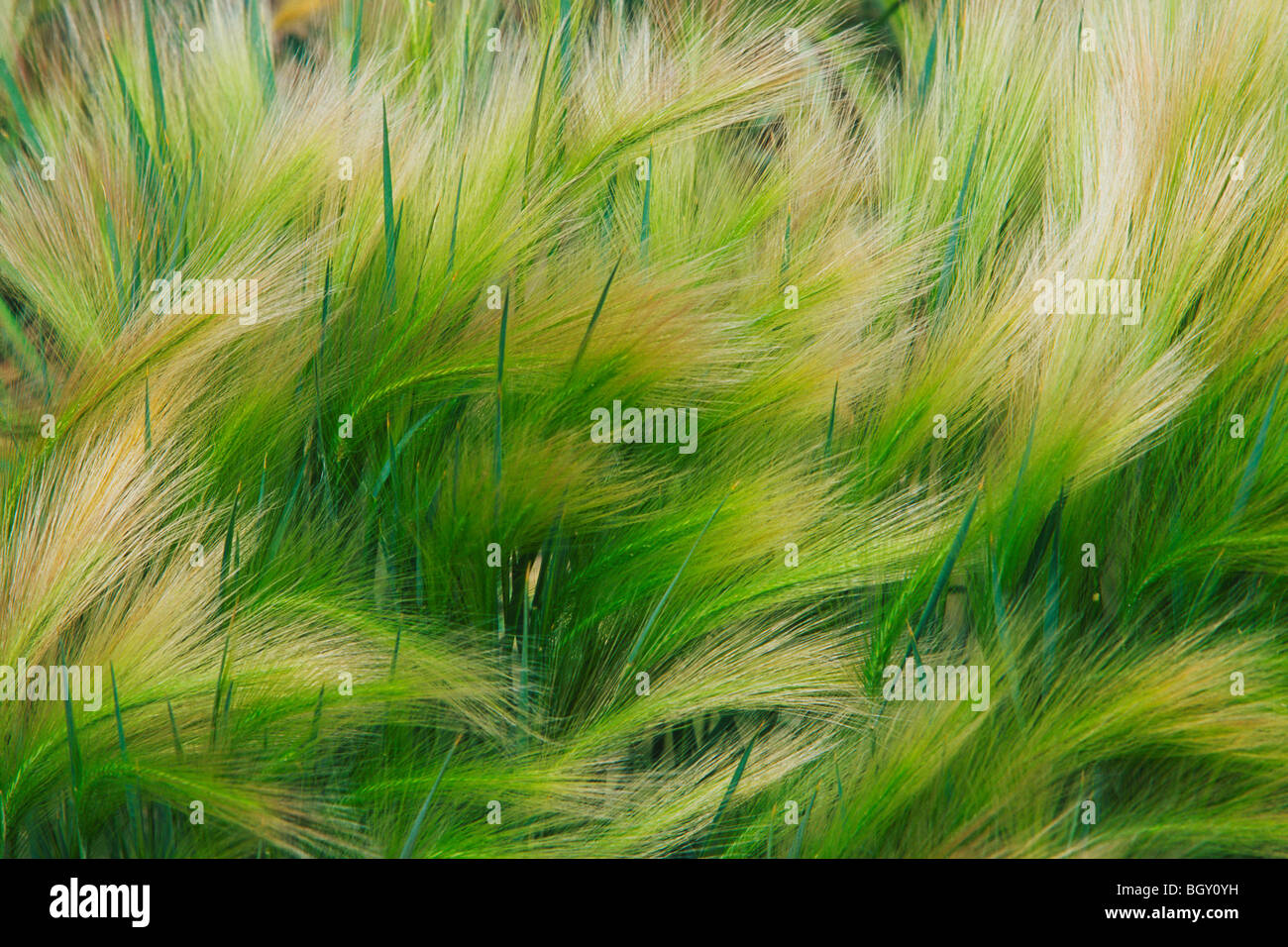 Barley grass hi-res stock photography and images - Alamy
