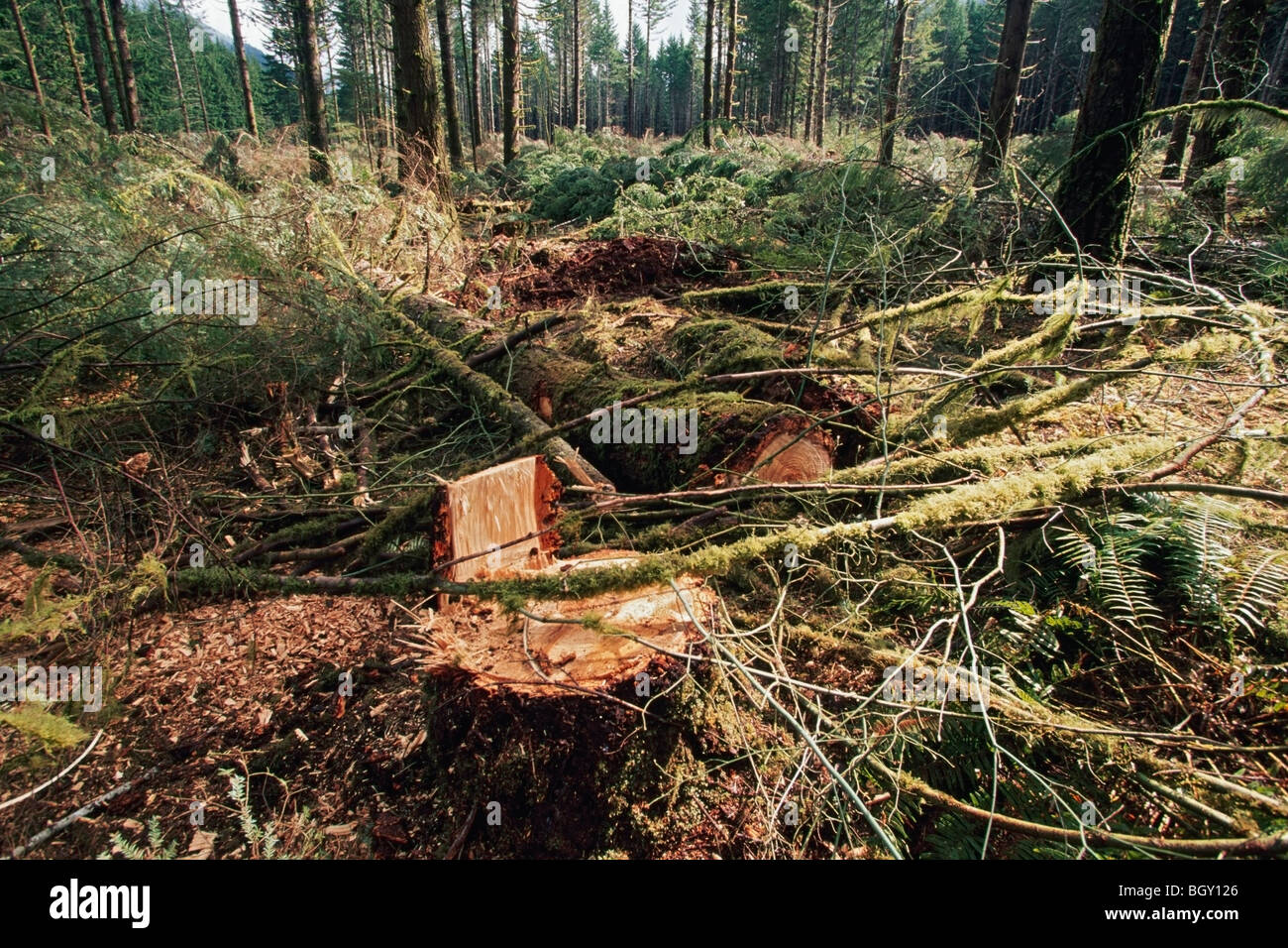 Stump and slash in logging area Stock Photo - Alamy