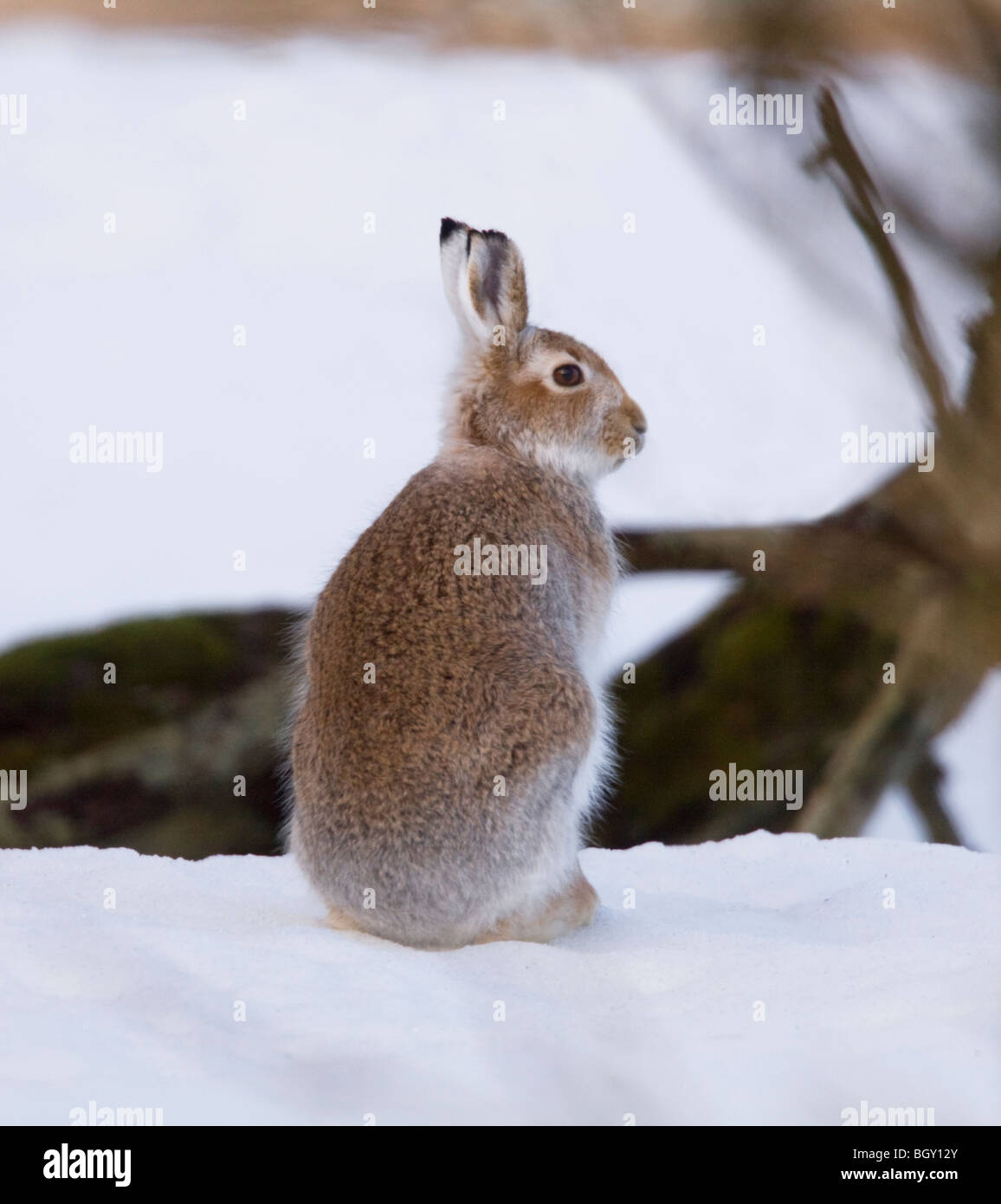 Mountain Hare foraging for food in the sow Stock Photo - Alamy