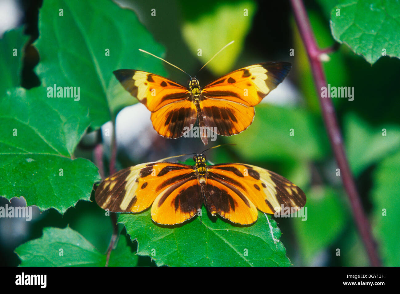 Mating Longwing Butterflies High Resolution Stock Photography and Images - Alamy