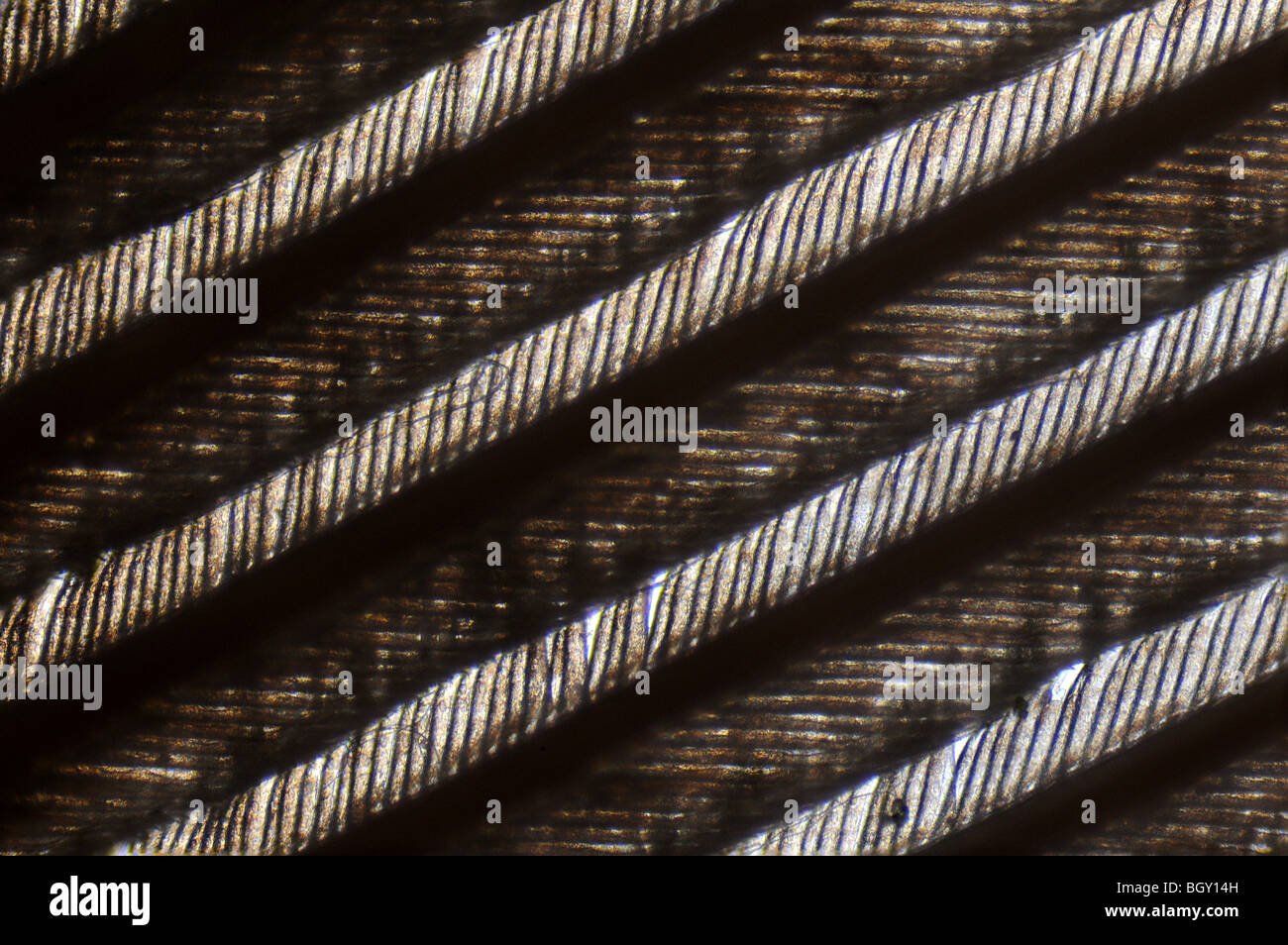 microscopic image of the patterns made by a pigeon feather Stock Photo ...
