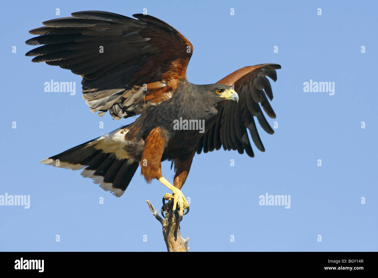 Flying hawk hi-res stock photography and images - Alamy