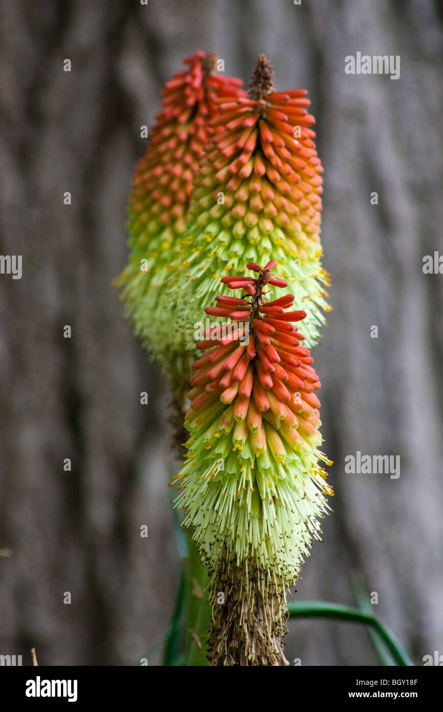 Red hot poker tree hi-res stock photography and images - Alamy