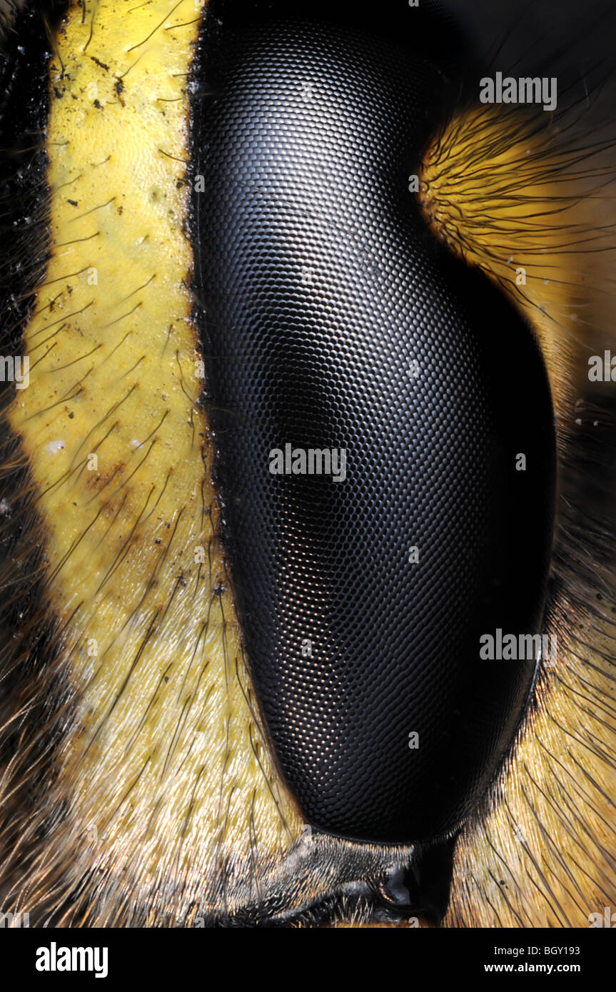 Wasp eye hi-res stock photography and images - Alamy