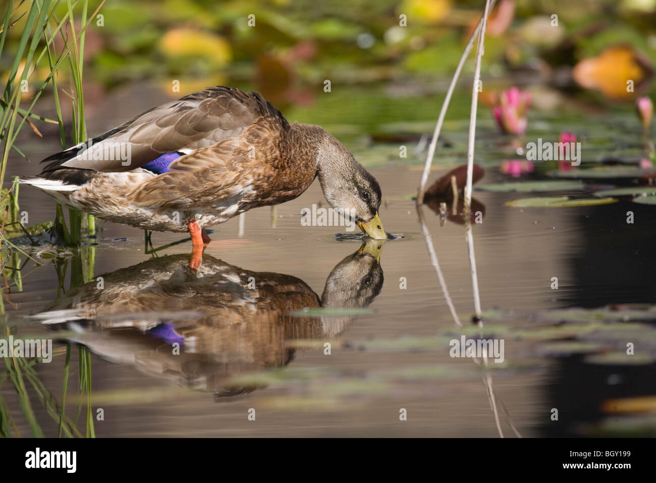 Mallard duck drinking water from a pond, Copenhagen Stock Photo - Alamy