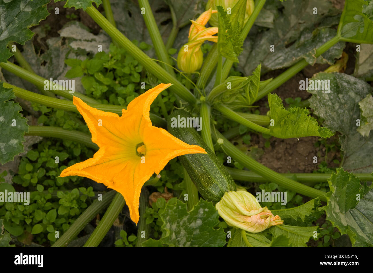 Courgette plant (Cucurbita pepo) on an allotment plot clearly showing ...