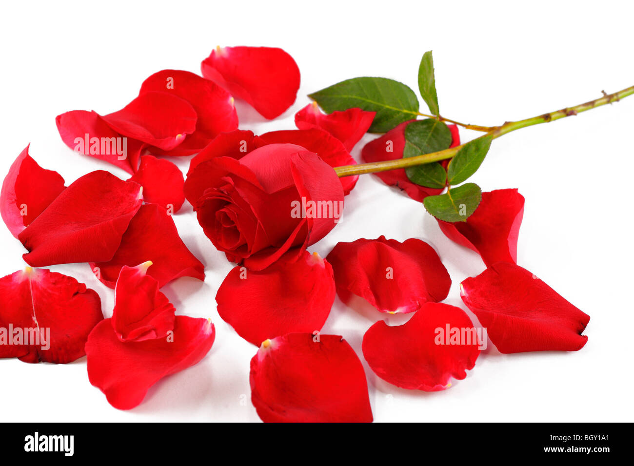 A stalk of red rose surrounded by rose petals Stock Photo - Alamy