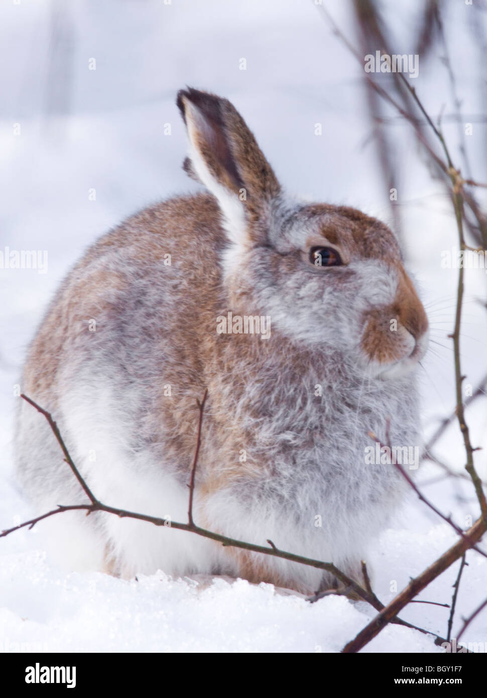 Mountain hare scotland borders hi-res stock photography and images - Alamy