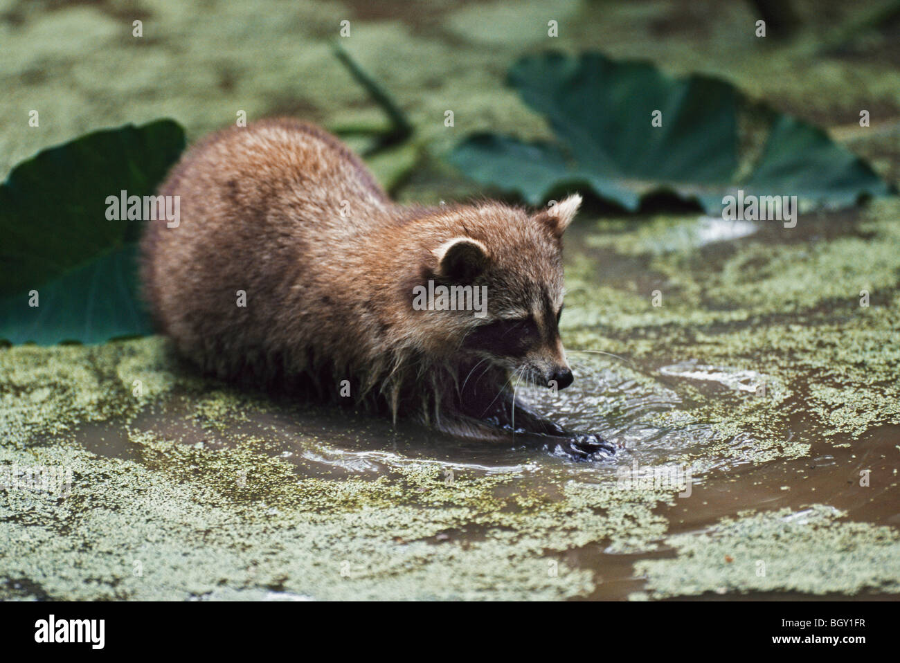 Raccoon foraging in water Stock Photo - Alamy